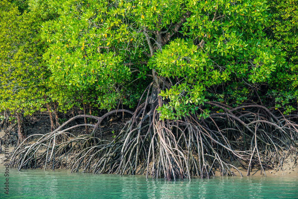 Dense mangrove forest line the many waterways of the Sunderbans, the ...