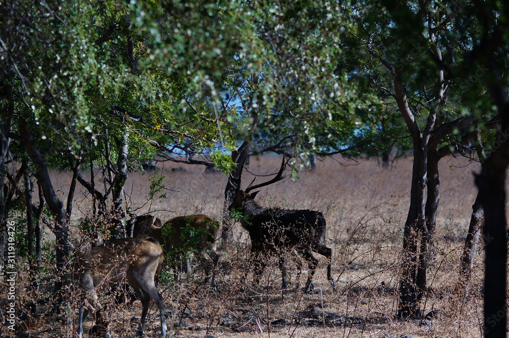 Java deer (Deer timorensis) is a type of deer that is endemic to the ...