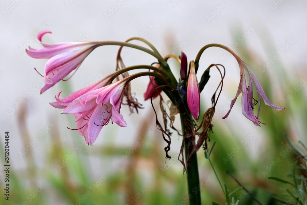 Foto de Stock Jersey lily or Amaryllis belladonna or Belladonna lily or ...