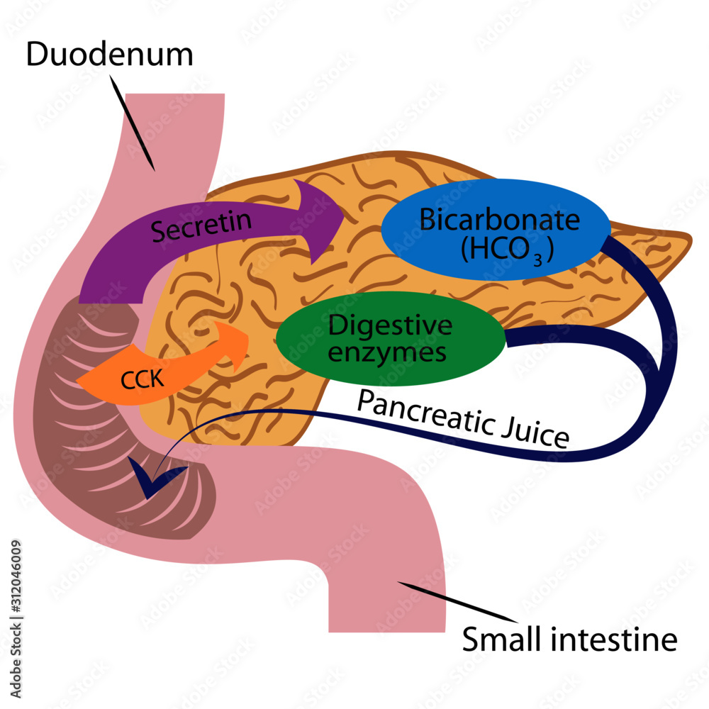 Pancreatic function in a human body vector illustration infographics ...