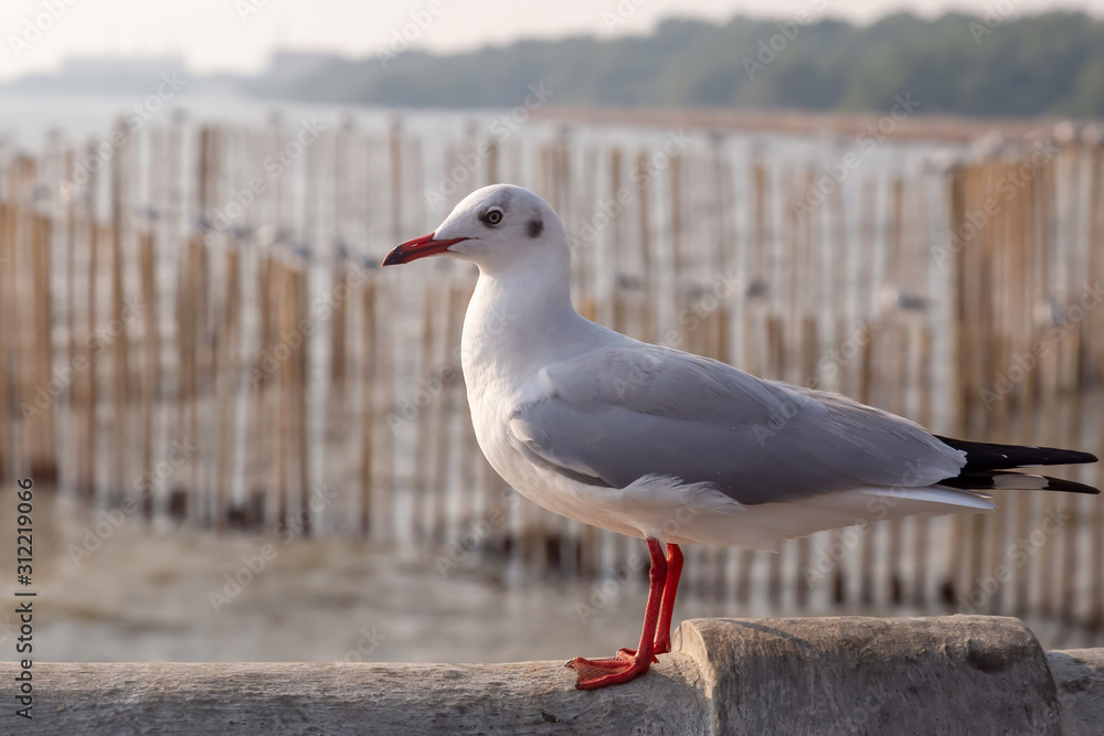Seagulls standing on a cement fence by the sea at sunset at Bang Pu ...