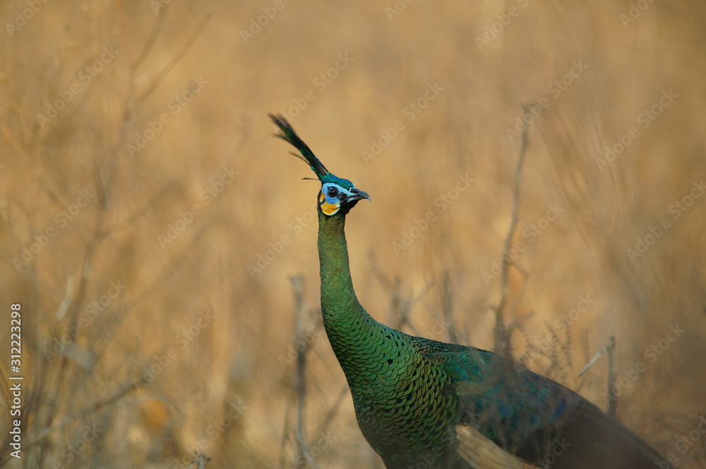 The green peafowl (Pavo muticus) is a peacock species found in the ...