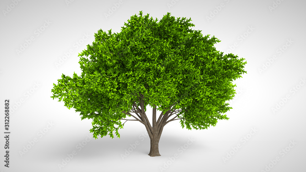 Summer tree with wind in foliage isolated on white background. Lemon ...