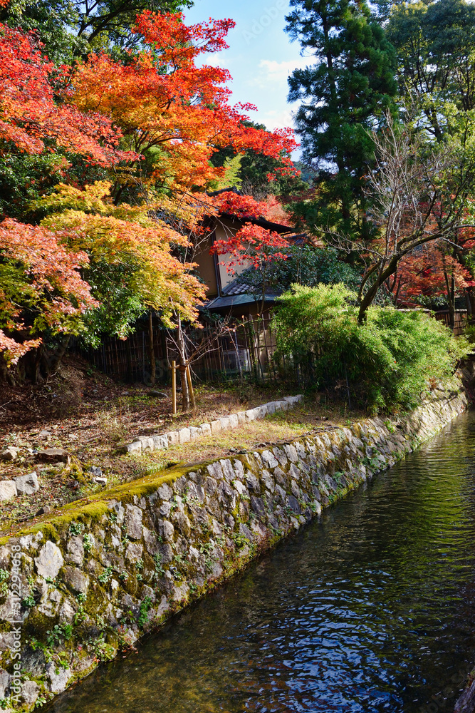 京都 哲学の道の美しい紅葉 Beautiful Autumn leaves on Philosopher's Path (Tetsugaku ...