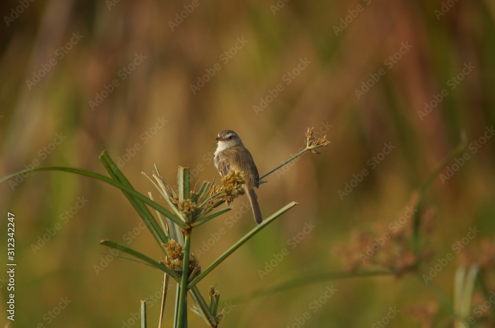 The plain prinia (Prinia inornata) is a species of bird from the ...