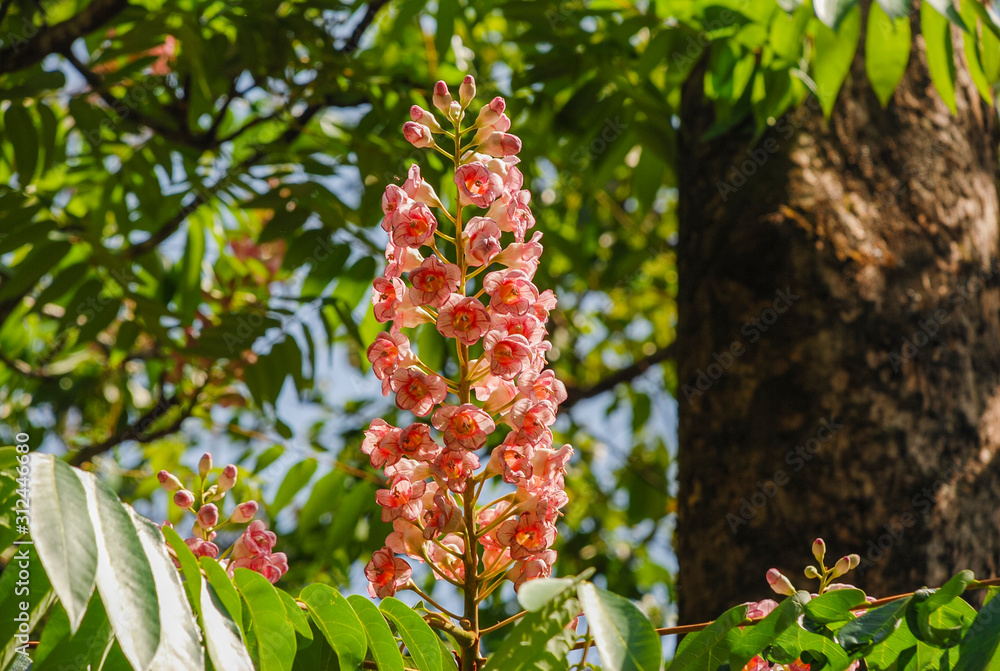 Bretschneidera sinensis,ChomphuPhukha flowers,Chompoo Phu Kha bloom ...