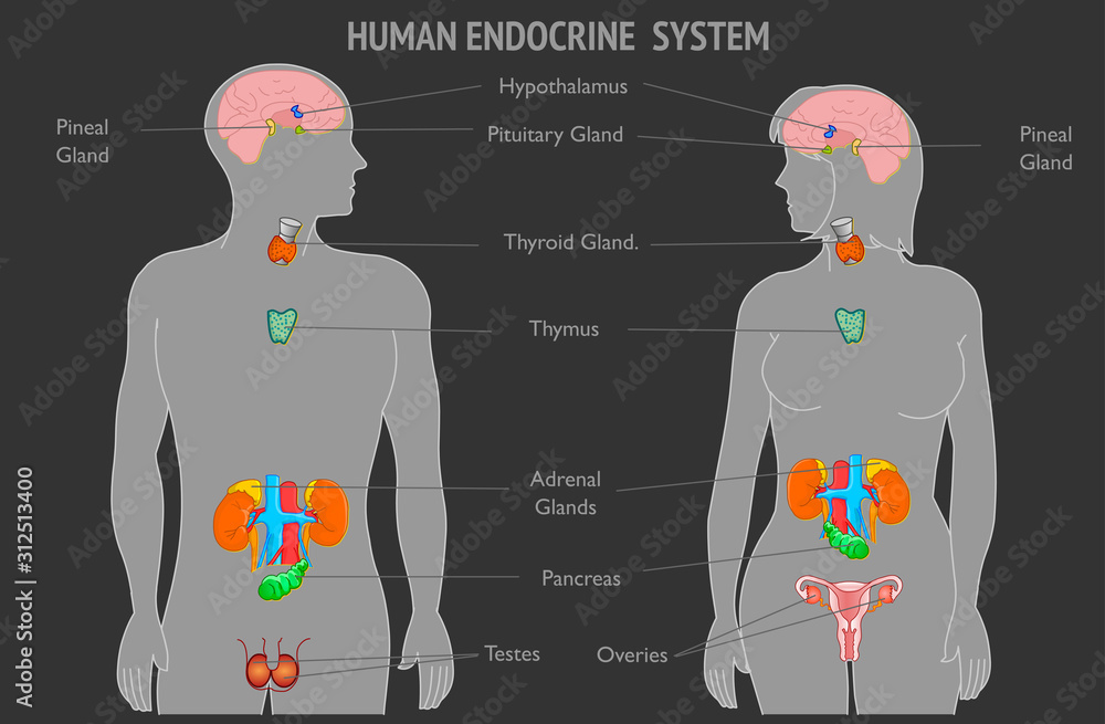 Vettoriale stock di Human Endocrine system parts anatomy. Female Male ...