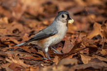 Tufted Titmouse With Peanut Free Stock Photo - Public Domain Pictures