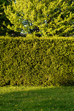 Light Green Hedge Free Stock Photo - Public Domain Pictures