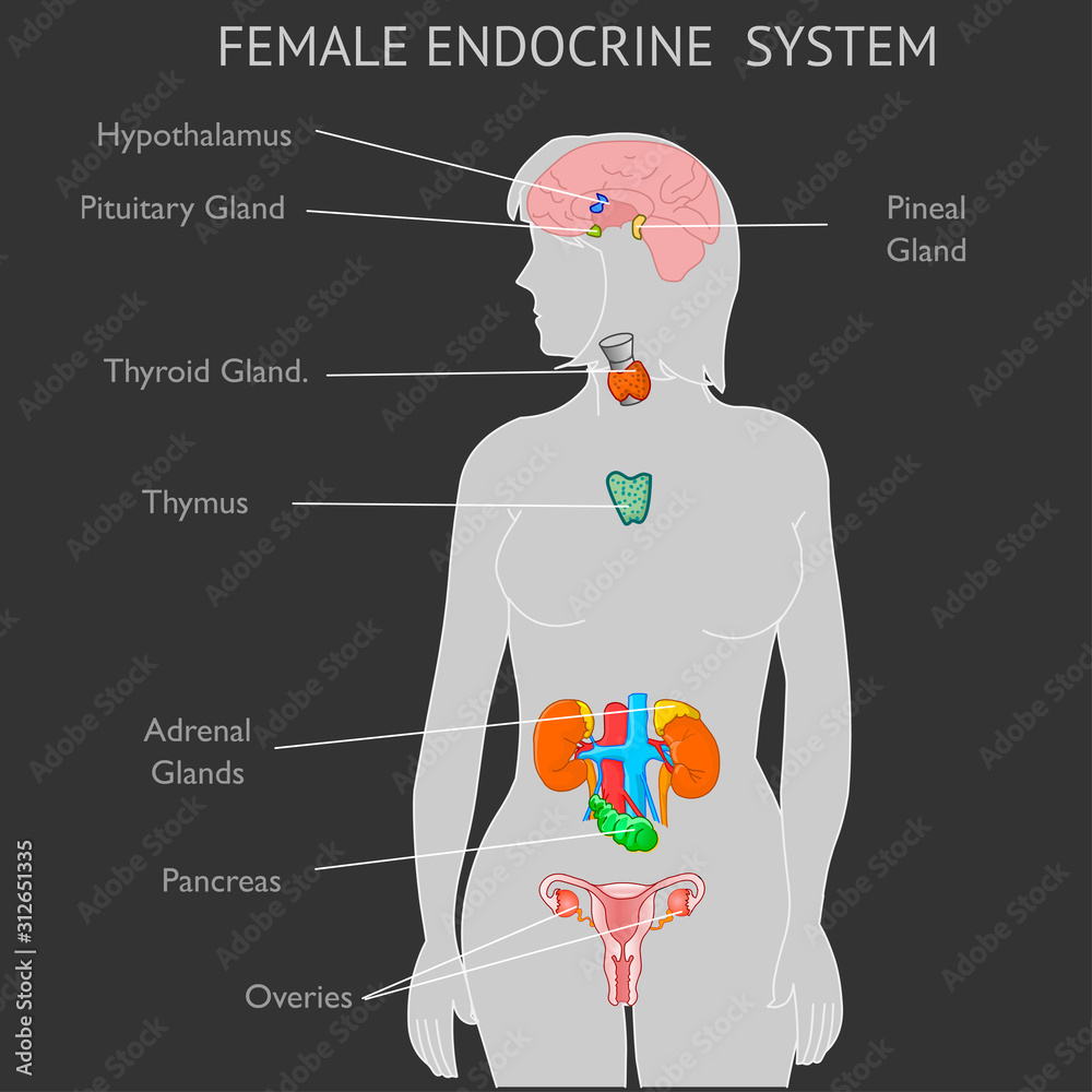 The Female Reproductive Organs The Endocrine Glands That