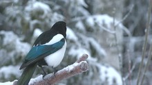 Winter Magpie Bird Free Stock Photo - Public Domain Pictures