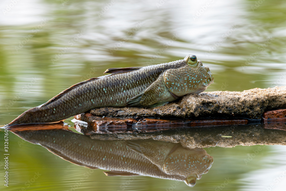 Mangrove Swamps Fish
