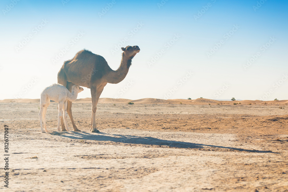 Baby camel and mother camel in Sahara desert among the small sand dunes ...