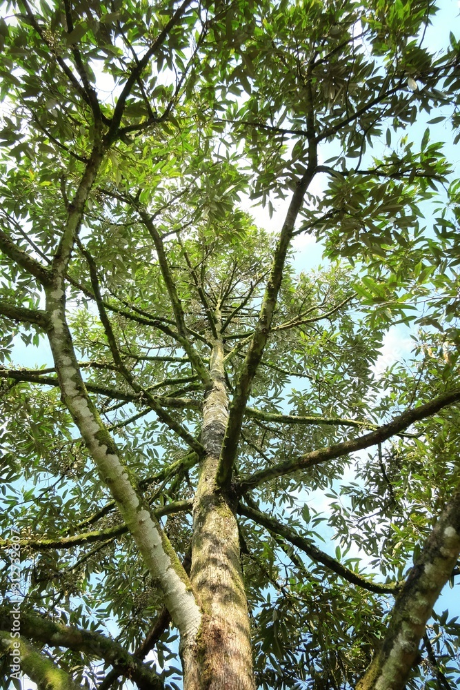 Asian Durian tree with a flower blossom and branches leves top view on ...
