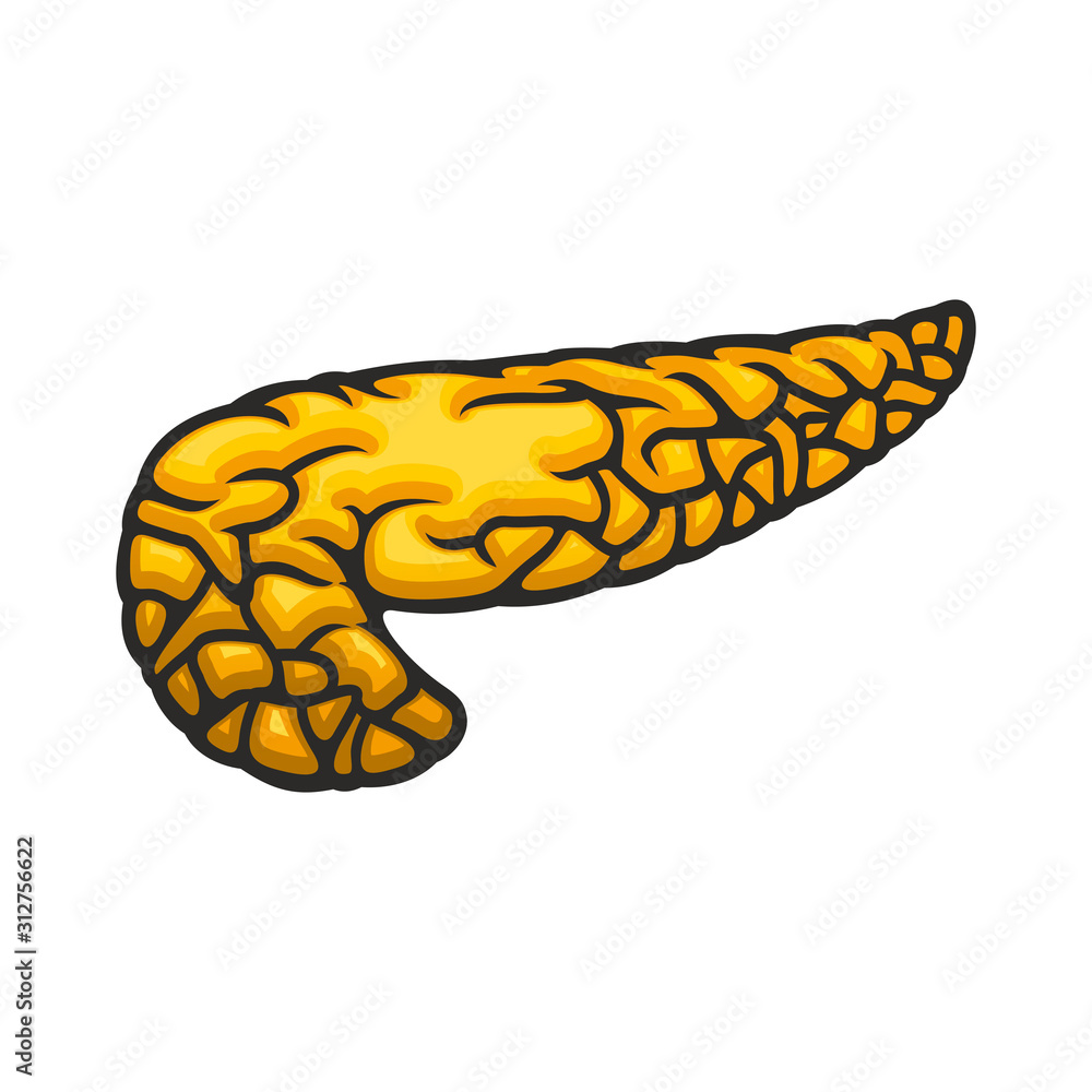 Human internal organ, pancreas icon, digestive system vector. Anatomy ...