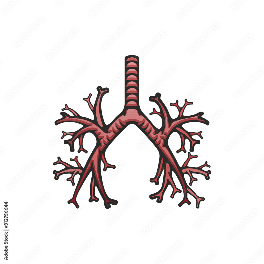 Human lungs internal structure vector. Pulmonary trachea and bronchi ...