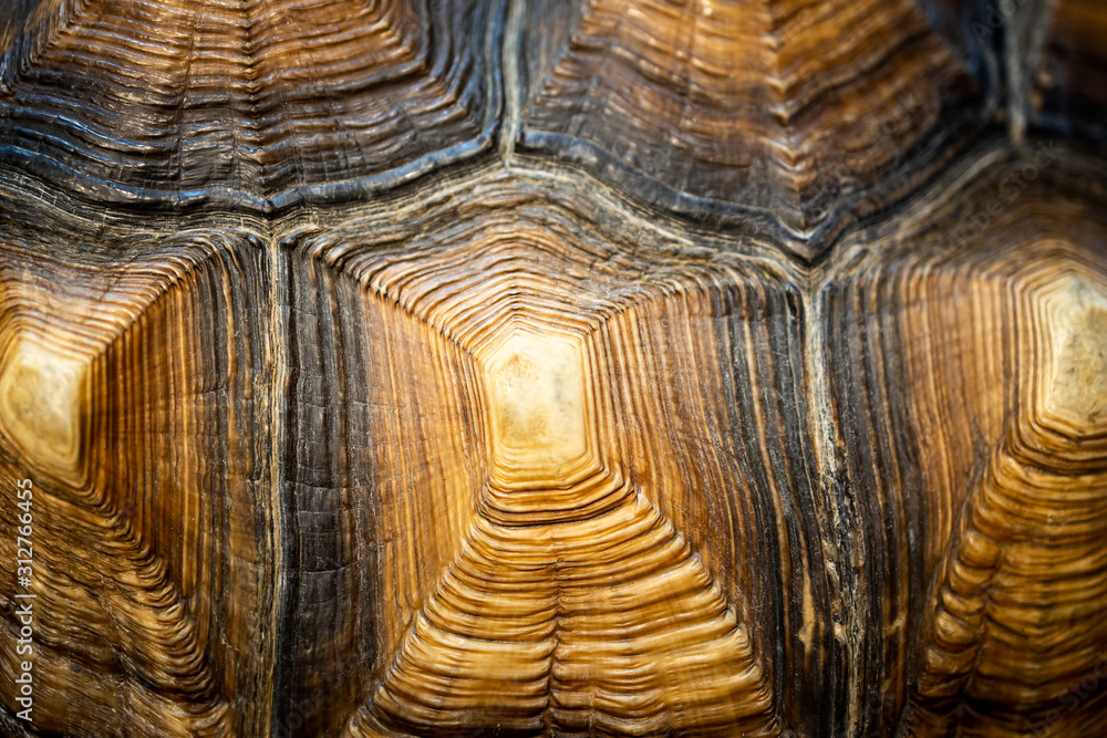 Close up of beautiful texture of turtle carapace, tortoise skin for ...