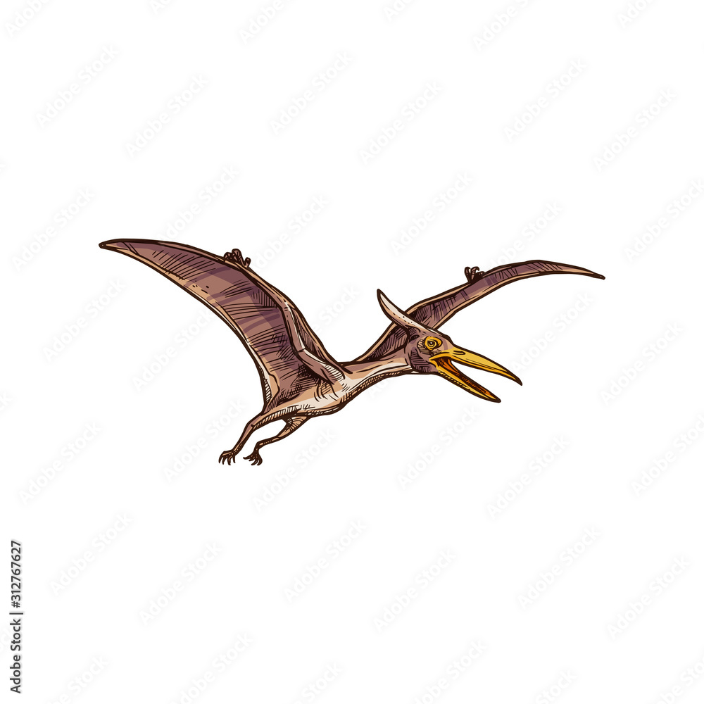 Pterodactyl isolated flying pteranodon dinosaur bird sketch. Vector ...