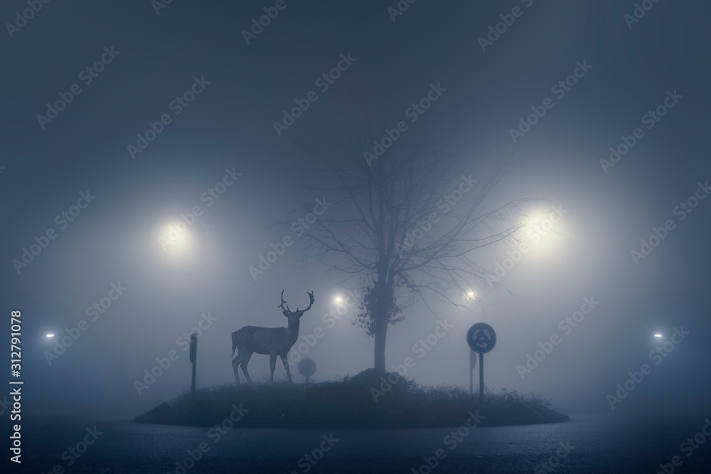 Deer in the night Stock Photo | Adobe Stock