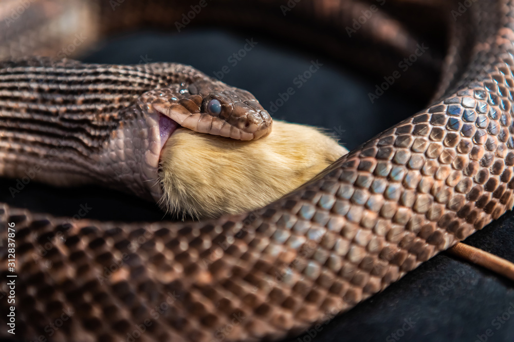 Stock-Foto „Pet serpent feeding time, snake with its jaws around ...