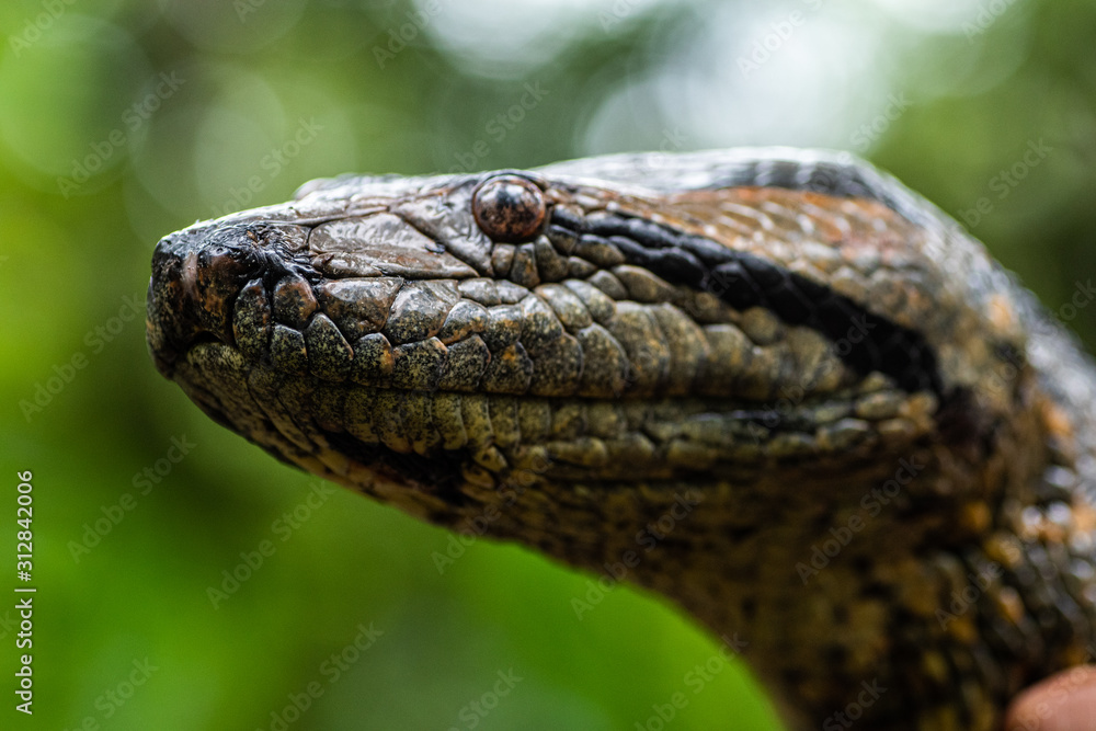 Amazon Snake - Anaconda Stock Photo | Adobe Stock