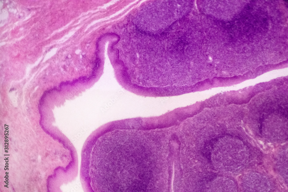Palatine tonsil cross-section of a domestic cat (Felis catus Linnaeus ...
