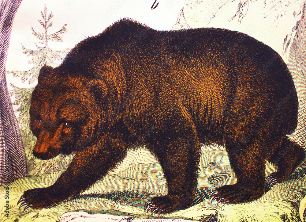 Ordinary bear in a vintage book History of animals, by Shubert/Korn ...