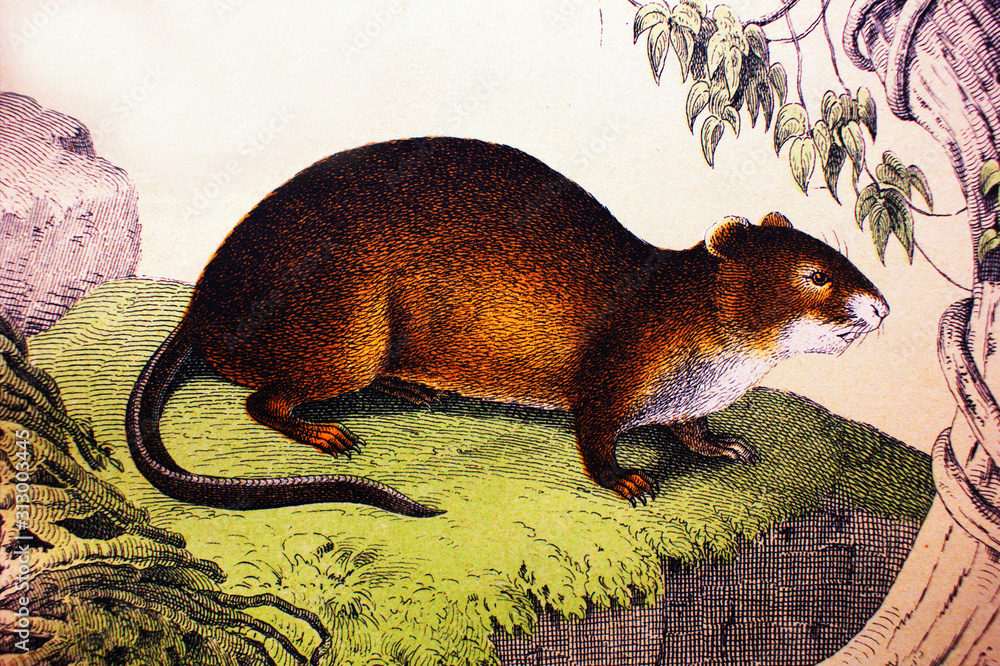 Musk rat in a vintage book History of animals, by Shubert/Korn, 1880 ...