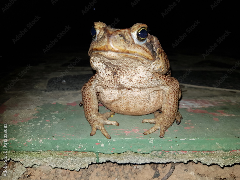 The cane toad (Rhinella marina), also known as the giant neotropical ...