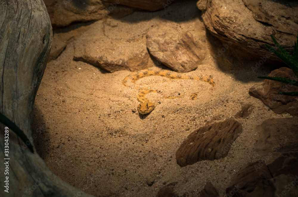 Cerastes cerastes, commonly known as the Saharan horned viper or the ...