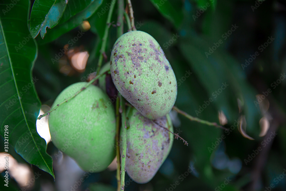 Foto de Stock Disease in mango that causes the skin of mango fruits and ...