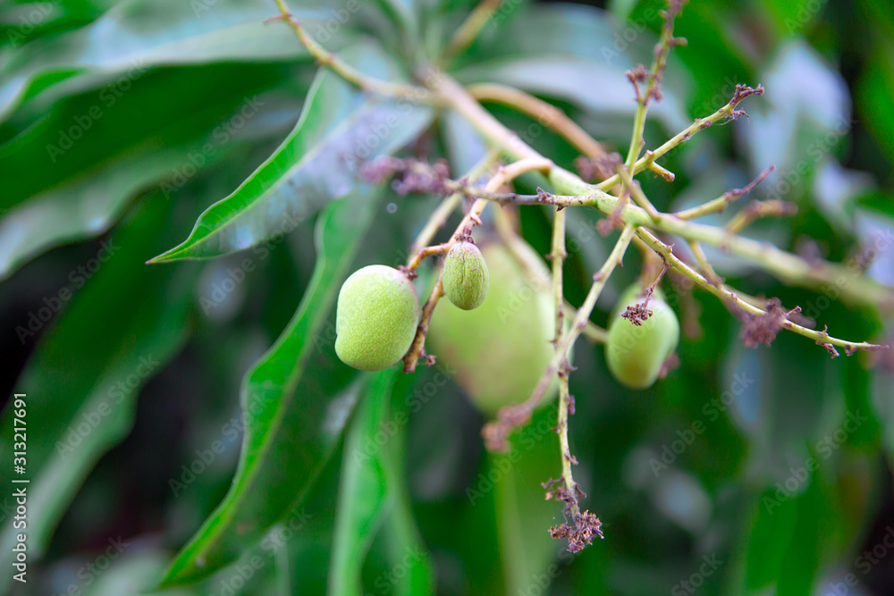 Disease in mango that causes the skin of mango fruits and leaves to ...