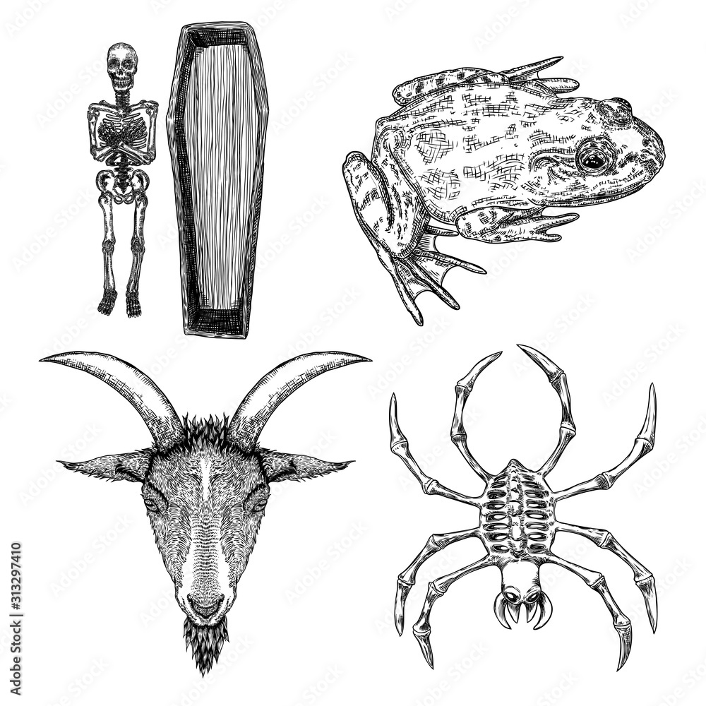 Magic animal elements set. Hand drawn sketch for magician collection ...