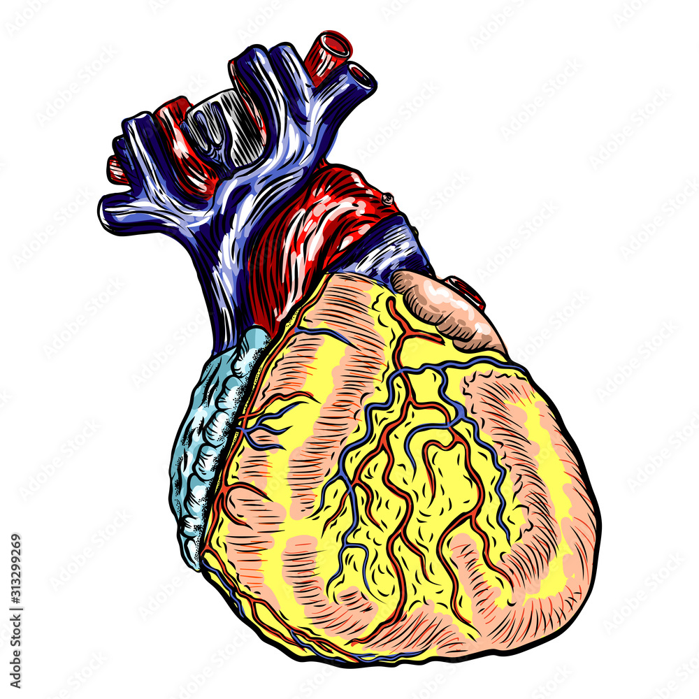 Realistic human heart. Vintage style hand drawing. Cartoonish flash ...