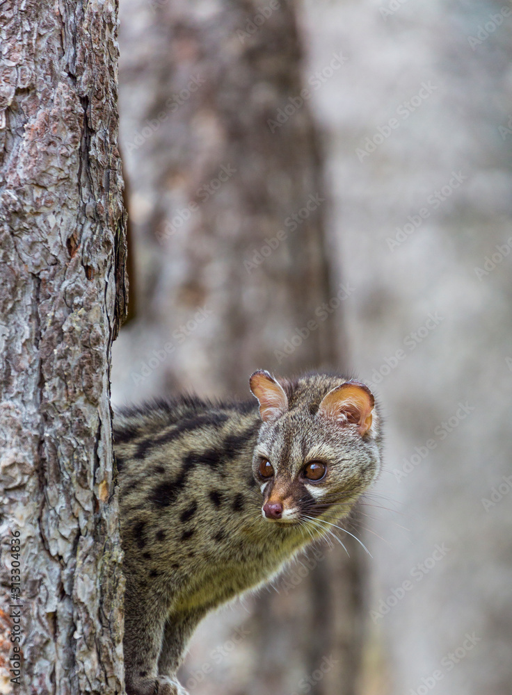 COMMON GENET - GINETA (Genetta genetta) Stock Photo | Adobe Stock