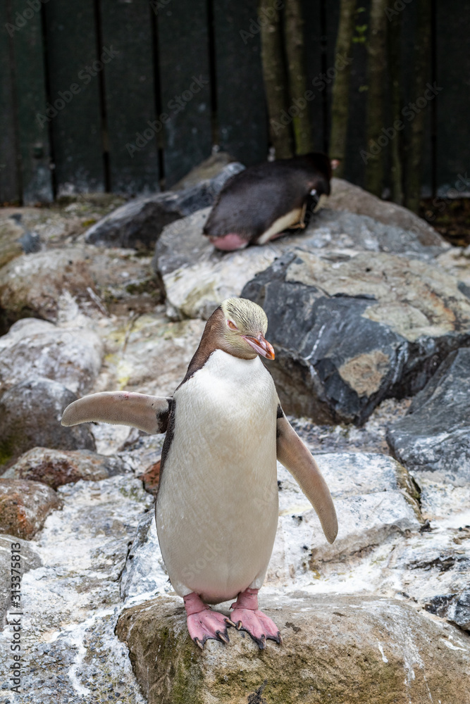 Yellow-eyed penguin (Megadyptes antipodes), also known as hoiho or ...
