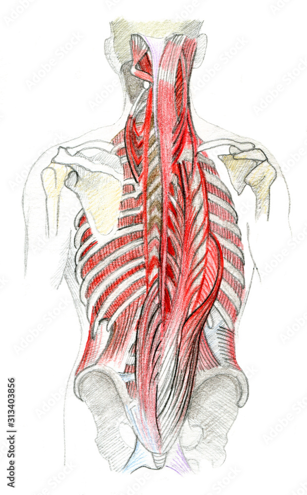 Ilustración de Stock Anatomical color pencil drawing of the human body ...