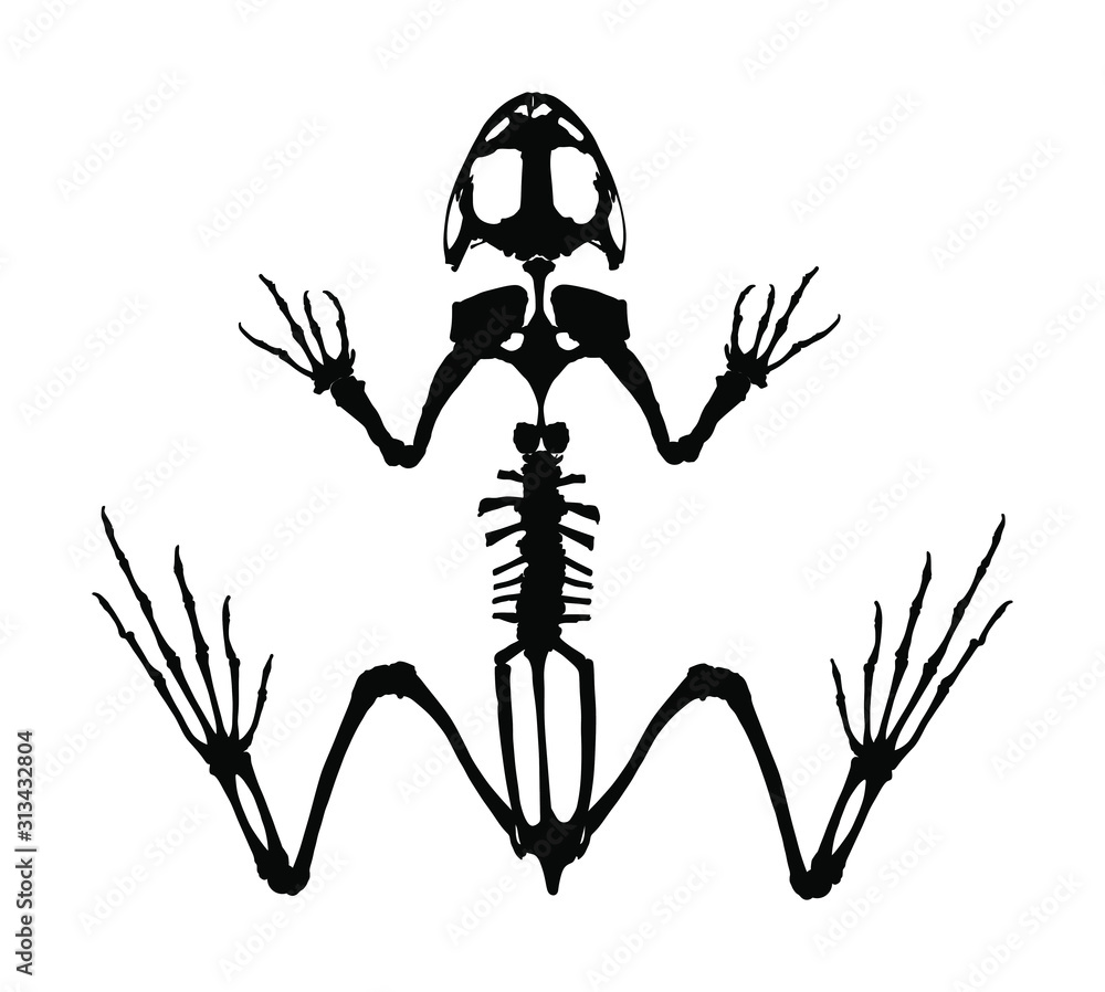 Frog skeleton vector silhouette isolated on white background. Animals ...