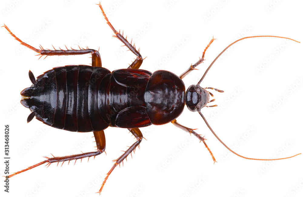 The oriental cockroach (Blatta orientalis), also known as the waterbug ...