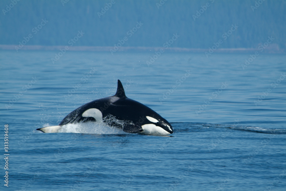 Breaching Orca Stock Photo | Adobe Stock