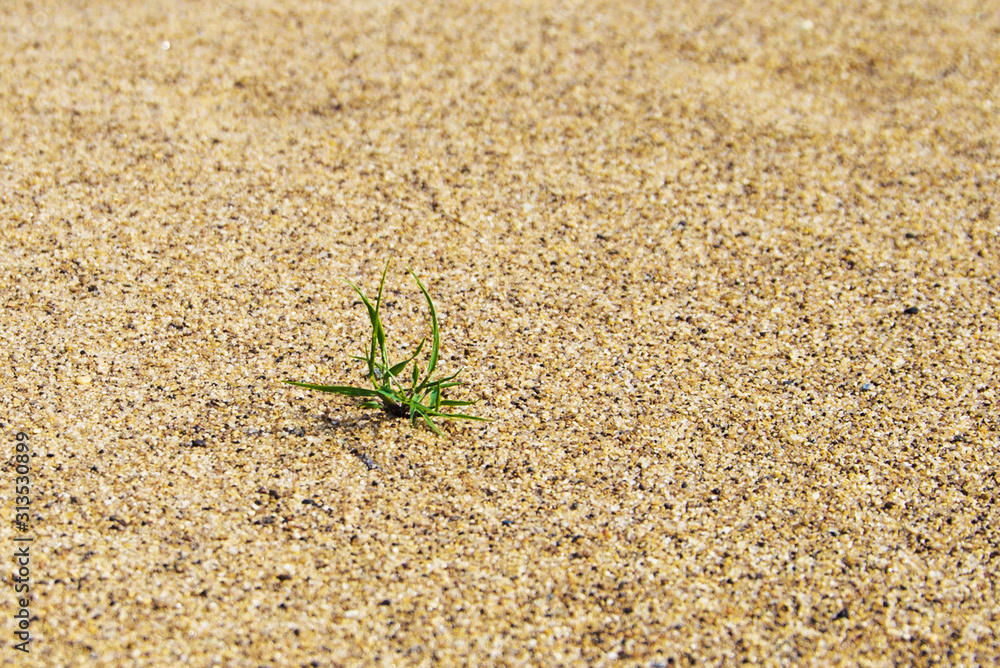 aspiring to the life of a flower sprouting through the sand Stock Photo ...