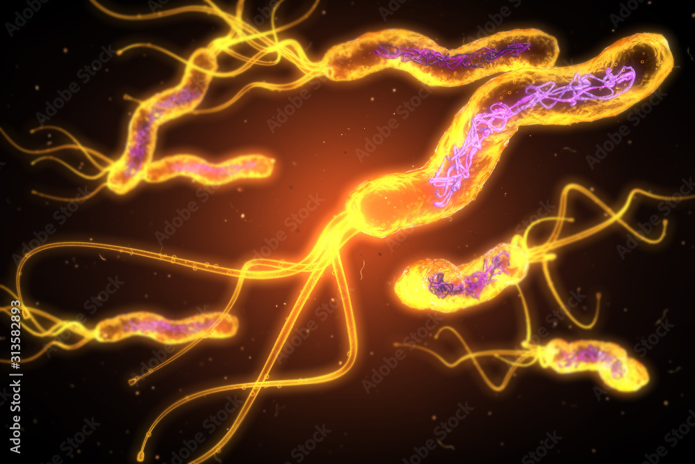 Helicobacter pylori bacterias, causing peptic ulcer disease, gastritis ...