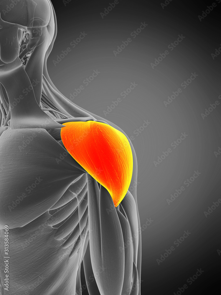 3d rendered medically accurate muscle anatomy illustration - deltoid ...