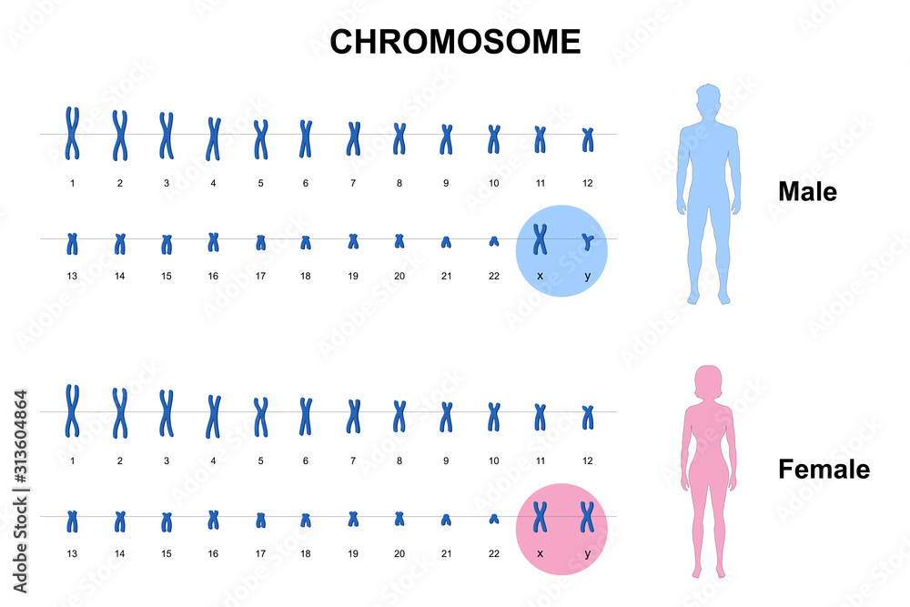 Image vectorielle Stock Autosome and sex chromosome, Normal human ...