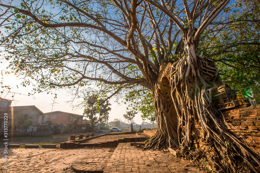 background of big trees that rise inside the archaeological site(Wat ...