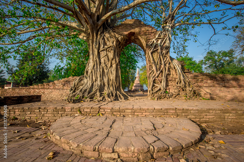 background of big trees that rise inside the archaeological site(Wat ...