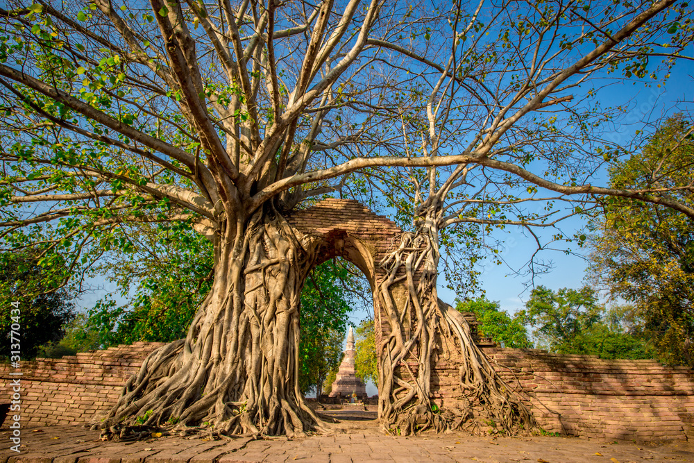 Stock-Foto „background of big trees that rise inside the archaeological ...