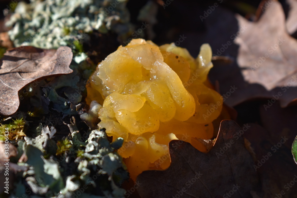 Picture of a Tremella Mesenterica a common jelly fungus in the ...