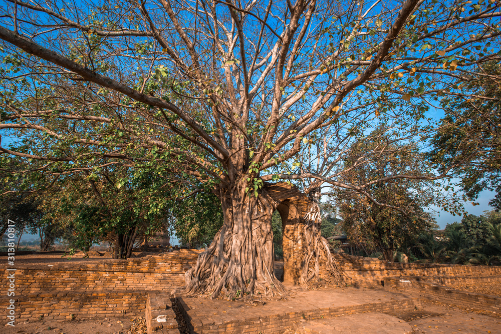 Foto de Stock background of big trees that rise inside the ...