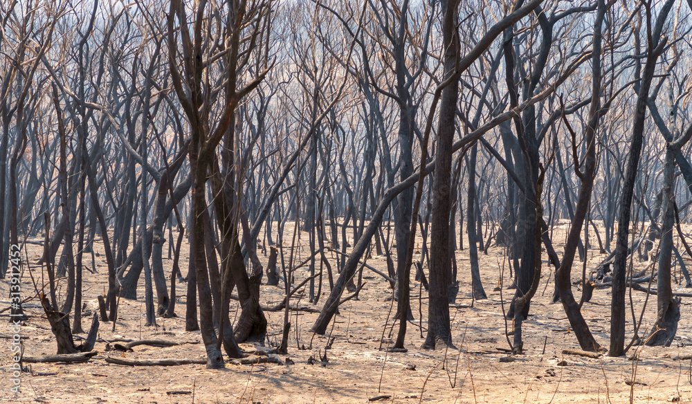 Gum trees burnt in the bushfires in The Blue Mountains in Australia ...